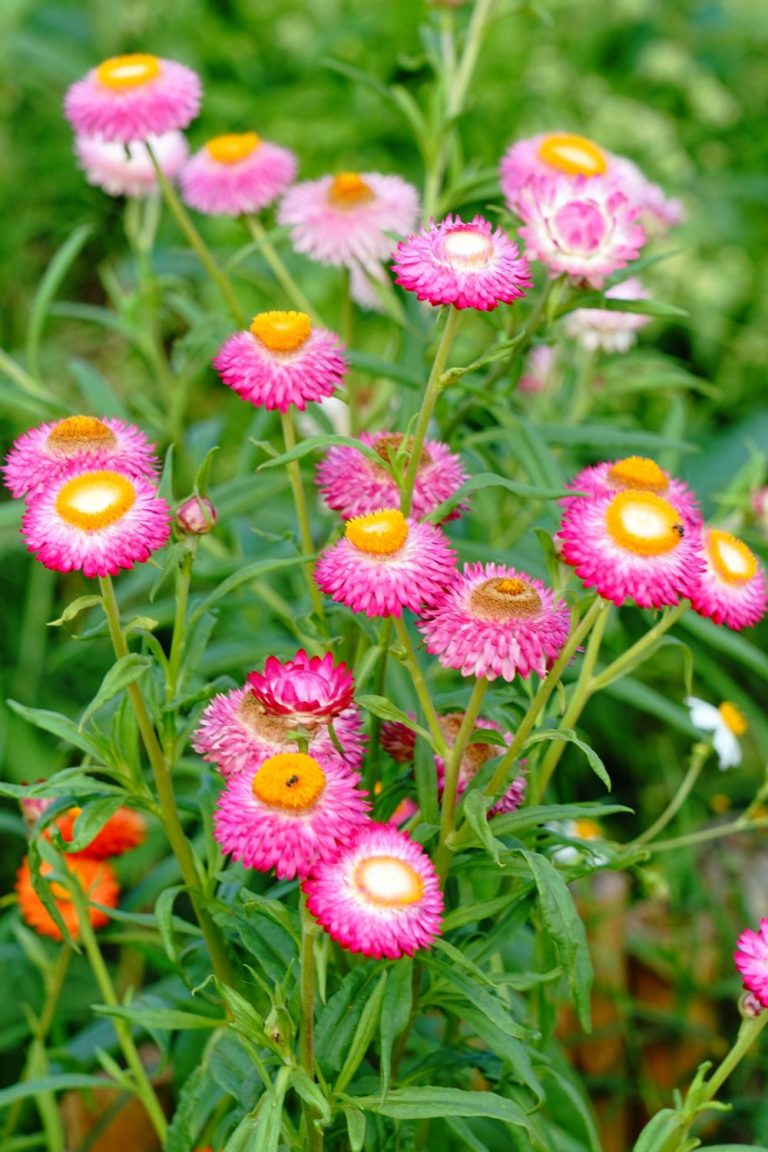 15 Fall Blooming Annuals You Must Plant for a Vibrant Autumn Garden ...