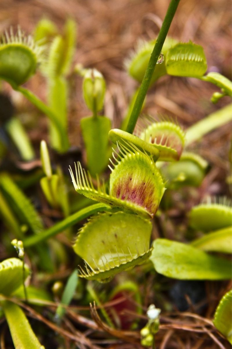 Discover 12 Spooky Plants That Will Send Chills Down Your Spine ...