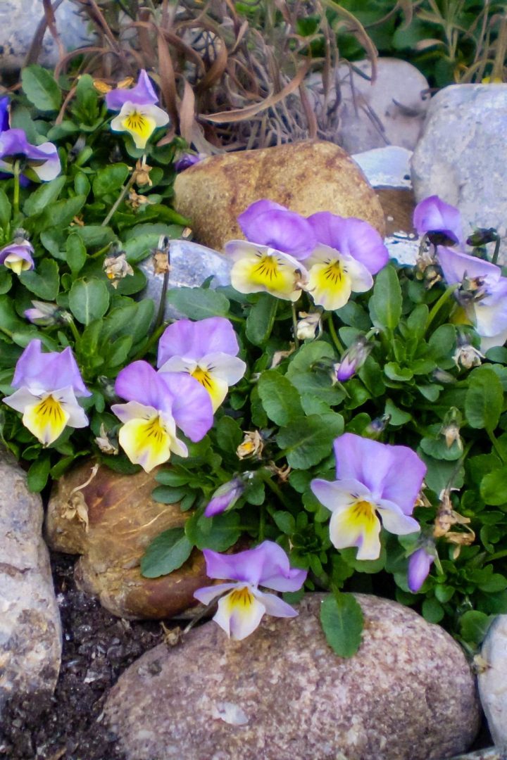 15 Fall Blooming Annuals You Must Plant for a Vibrant Autumn Garden ...