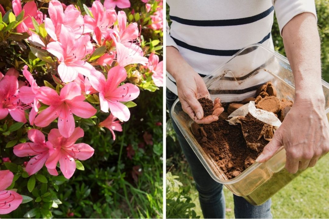 11 Perennials That Get a Boost from Coffee Grounds