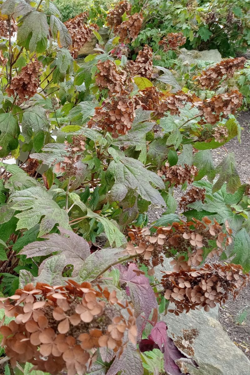 5 Things You Should Always Do for Hydrangeas in Fall (And 3 You Shouldn ...