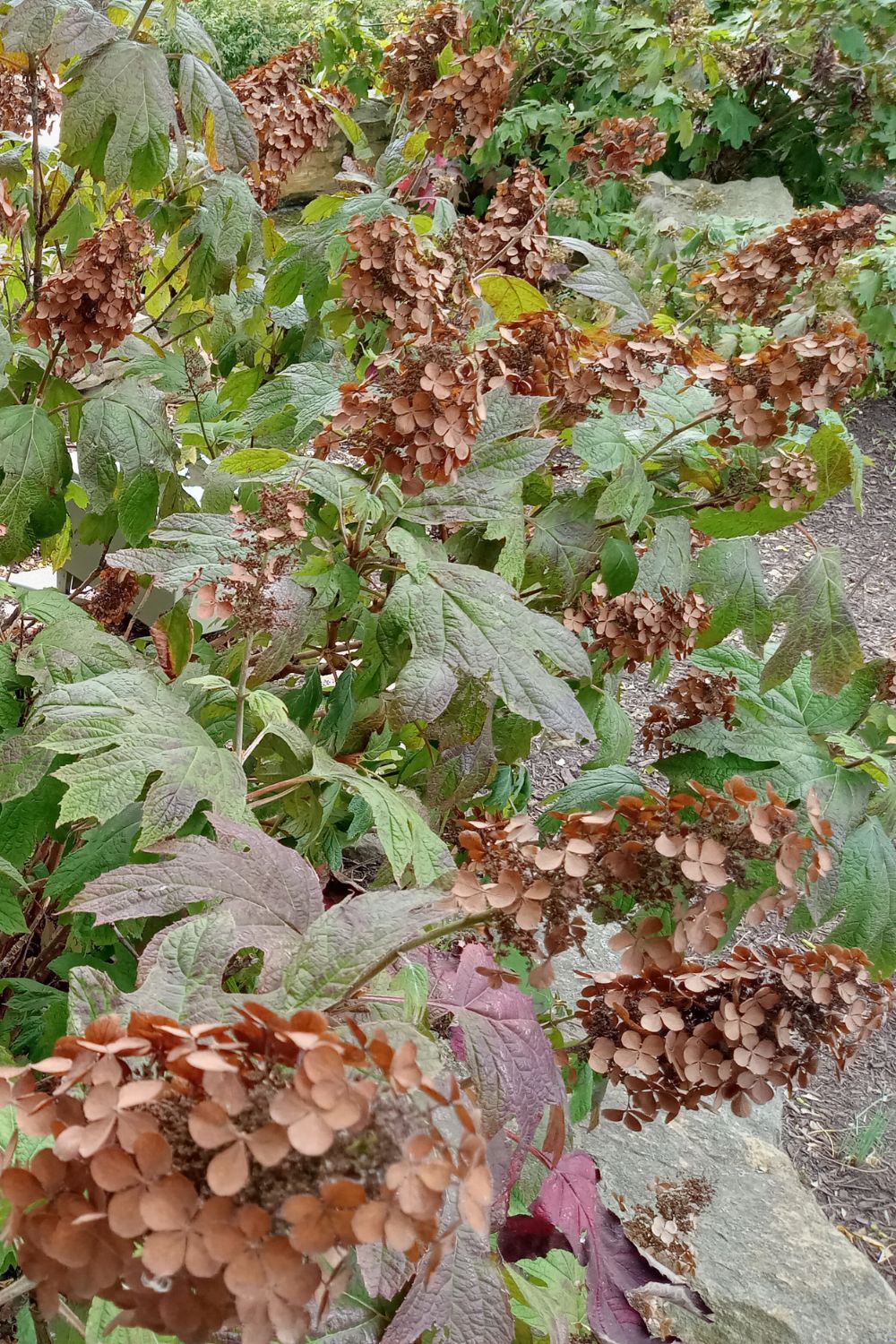 5 Things You Should Always Do for Hydrangeas in Fall (And 3 You Shouldn ...