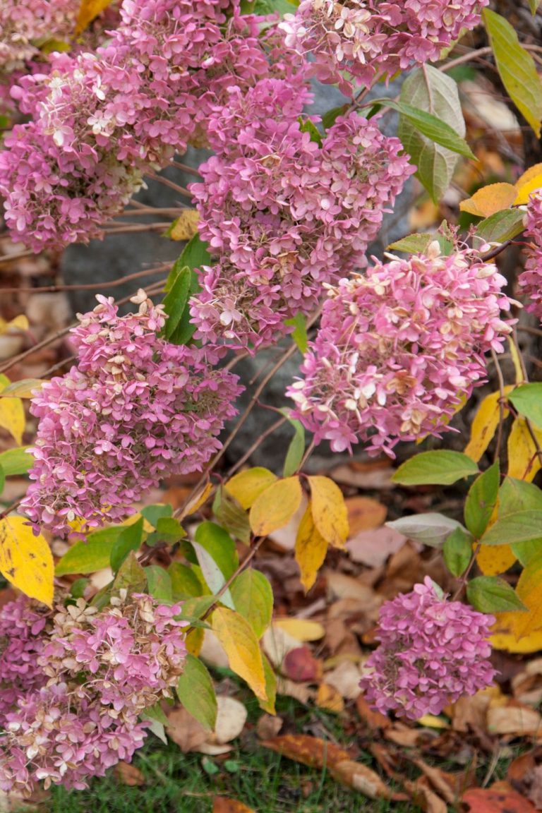 5 Things You Should Always Do for Hydrangeas in Fall (And 3 You Shouldn ...