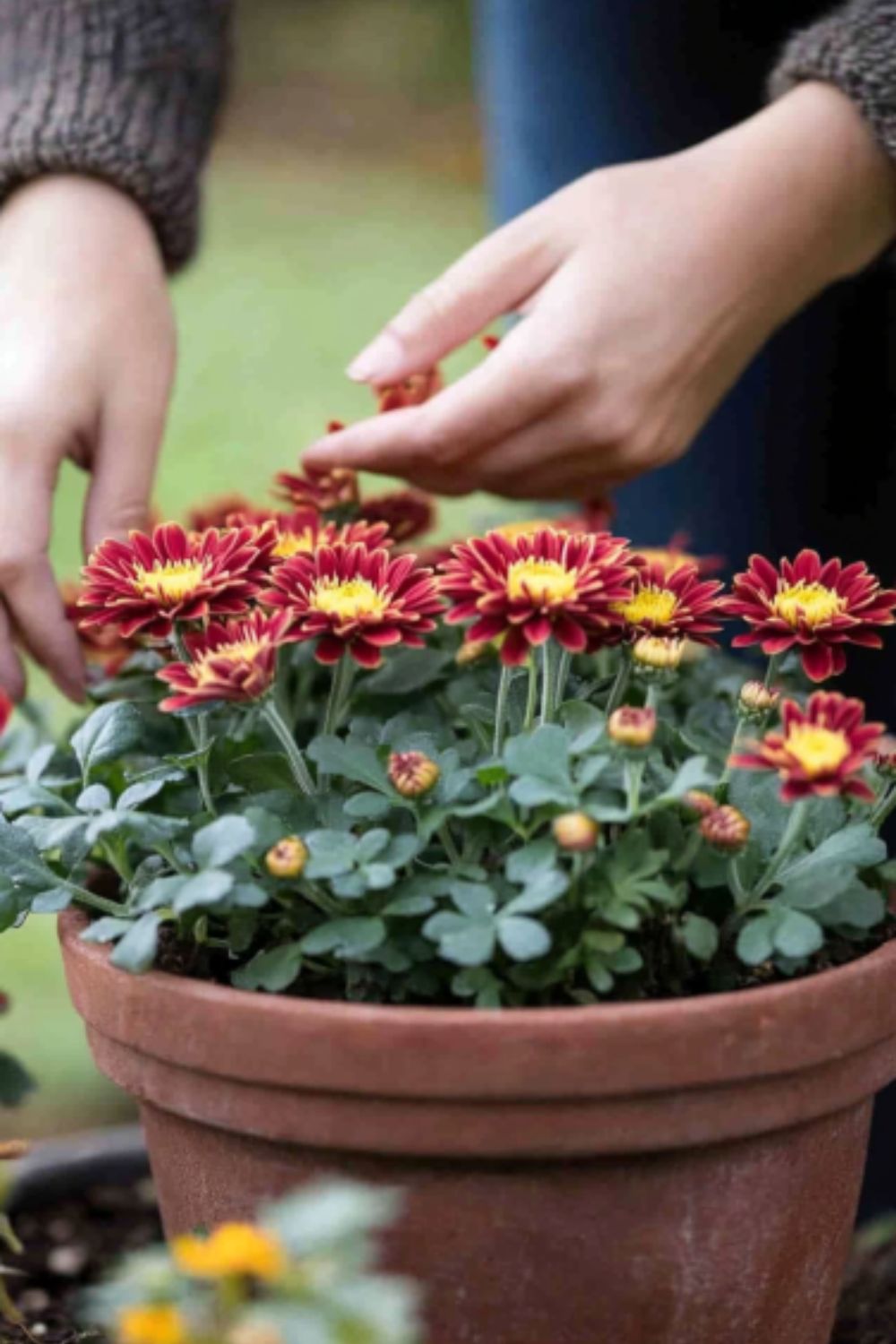 Don’t Toss Those Fall Mums! Here’s How to Keep Them Coming Back Year ...