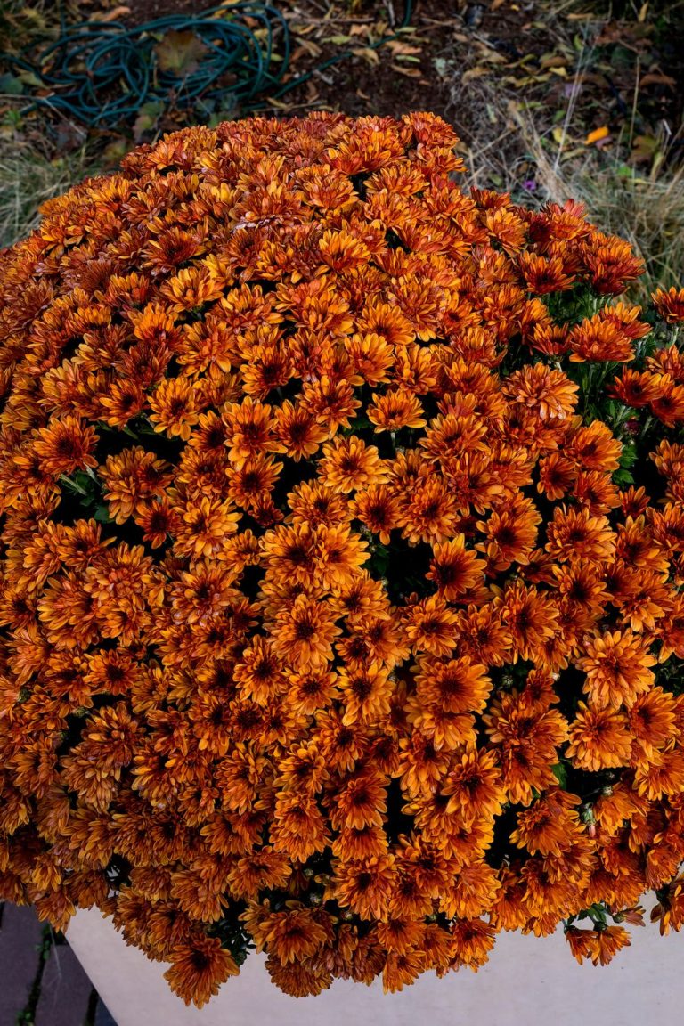 Don’t Toss Those Fall Mums! Here’s How to Keep Them Coming Back Year ...