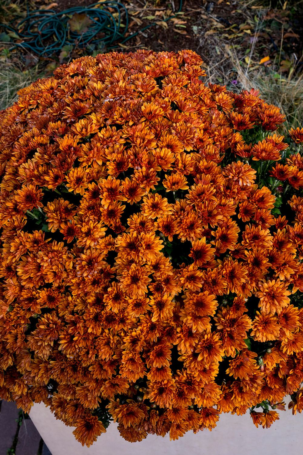 Don’t Toss Those Fall Mums! Here’s How to Keep Them Coming Back Year ...