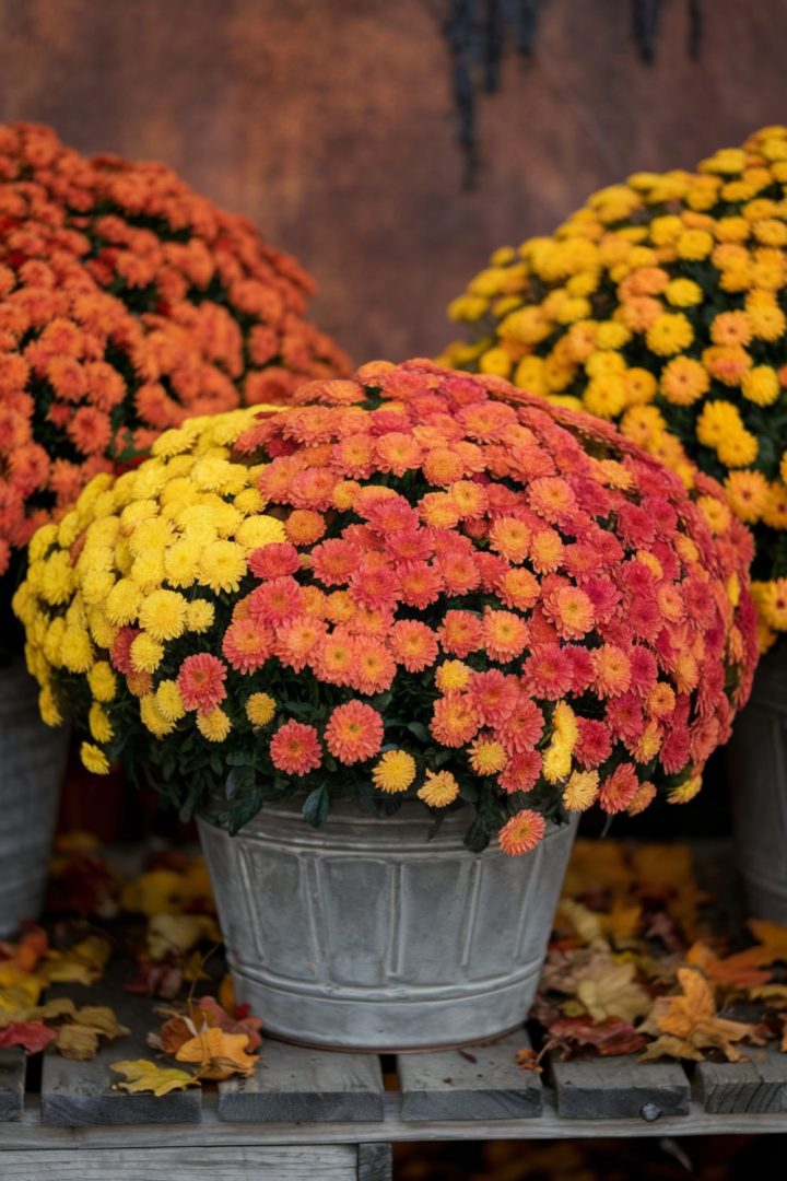 Don’t Toss Those Fall Mums! Here’s How to Keep Them Coming Back Year ...