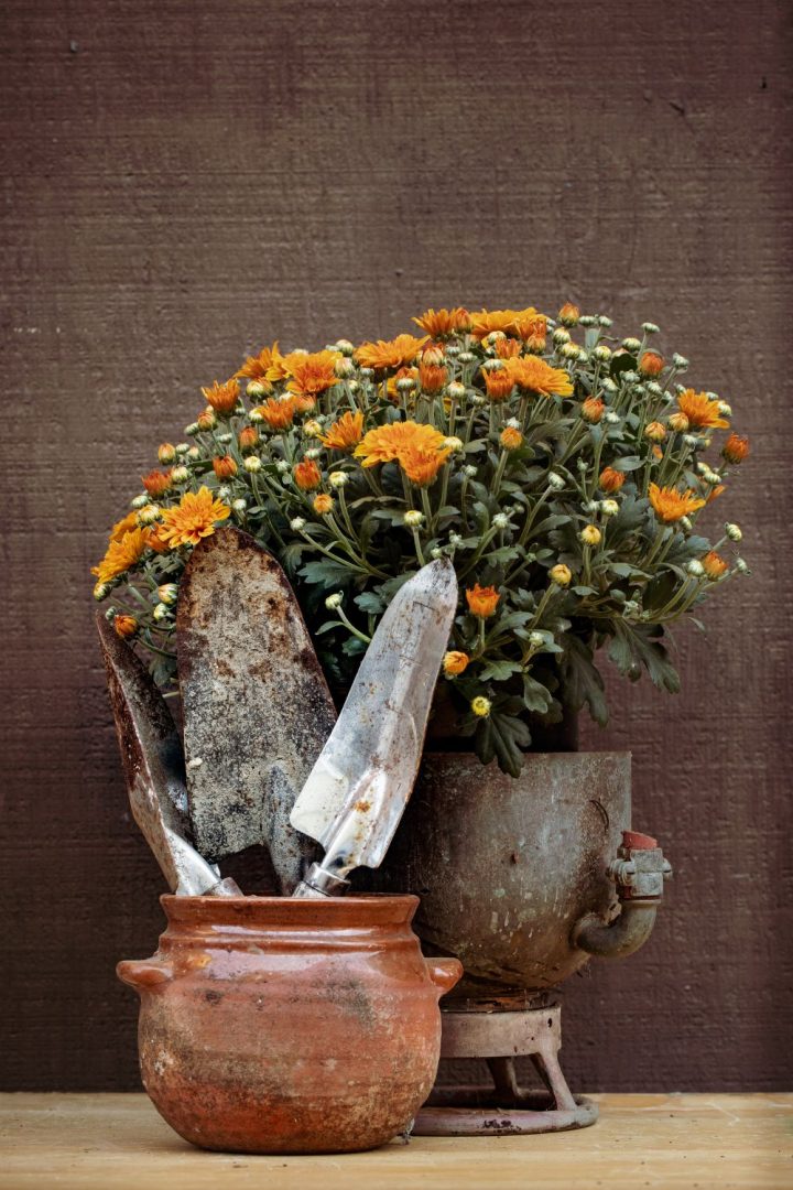 Don’t Toss Those Fall Mums! Here’s How to Keep Them Coming Back Year ...
