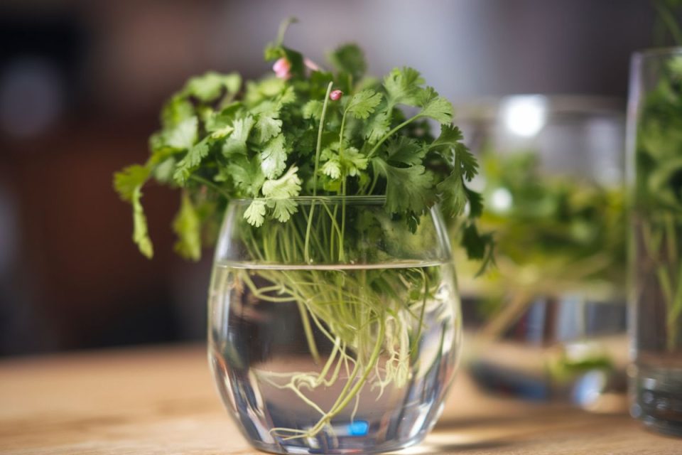 17 Herbs You Can Grow in Water Year-Round