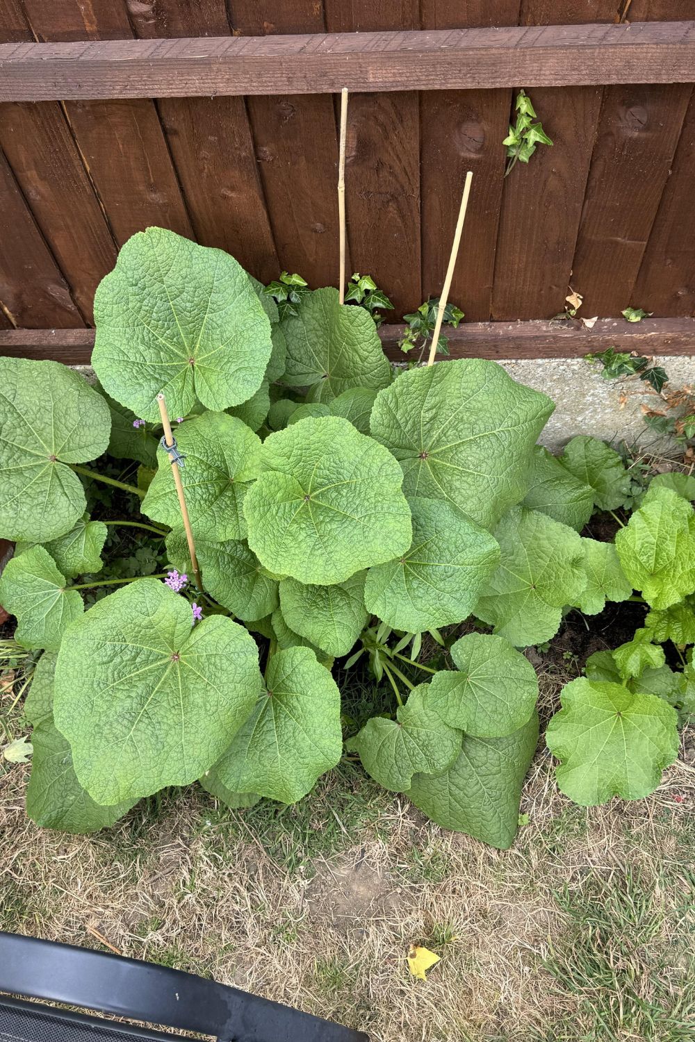 Do hollyhocks live up to the hype? Here’s the ultimate guide to ...