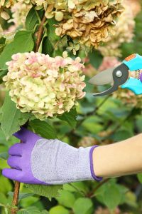 5 Things You Should Always Do for Hydrangeas in Fall (And 3 You Shouldn ...