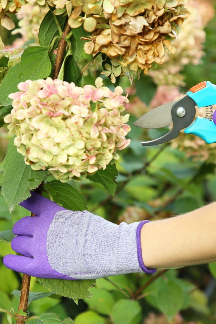 5 Things You Should Always Do for Hydrangeas in Fall (And 3 You Shouldn’t) - Plantisima