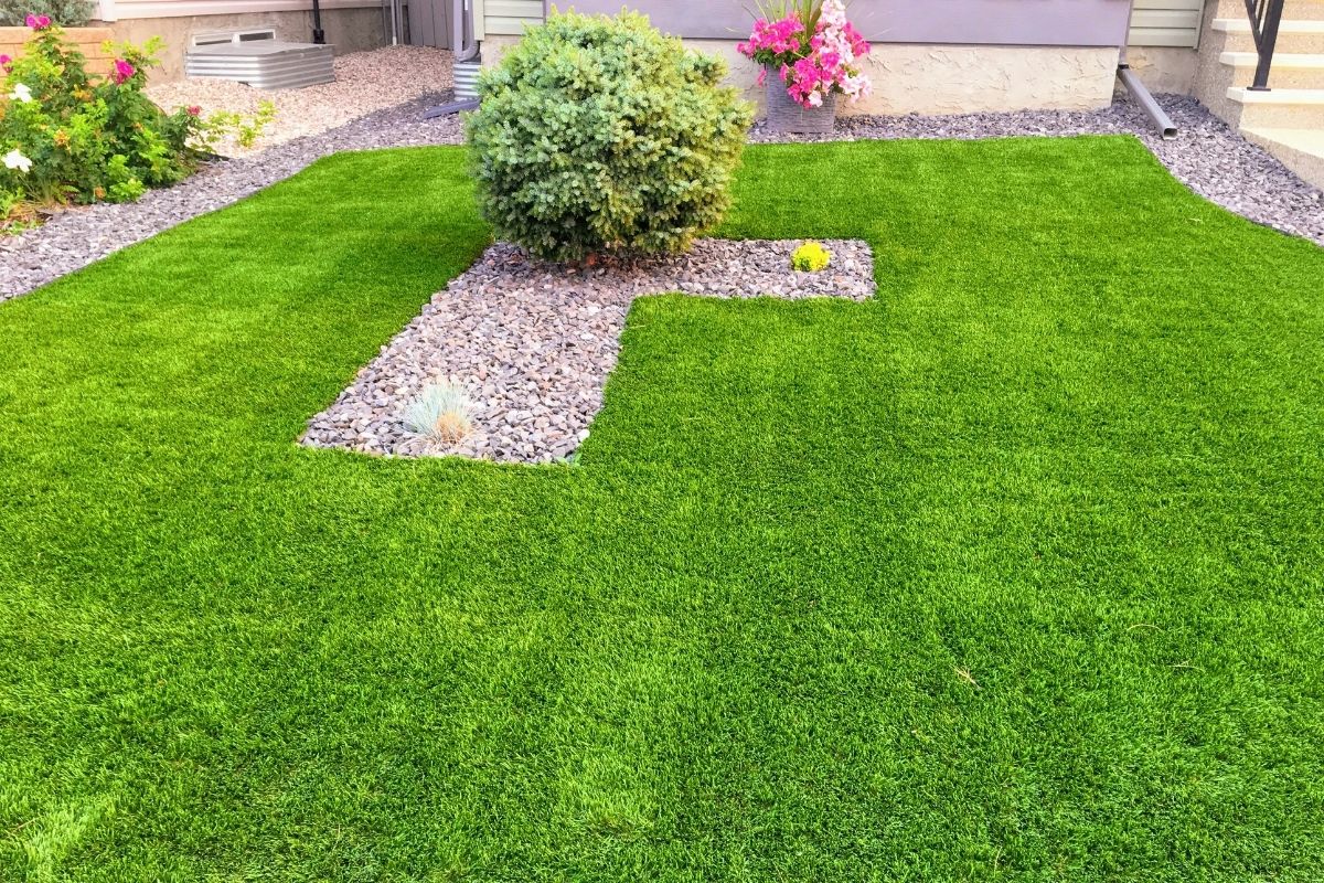10 Affordable Alternatives to Grass for a Beautiful Lawn - Plantisima