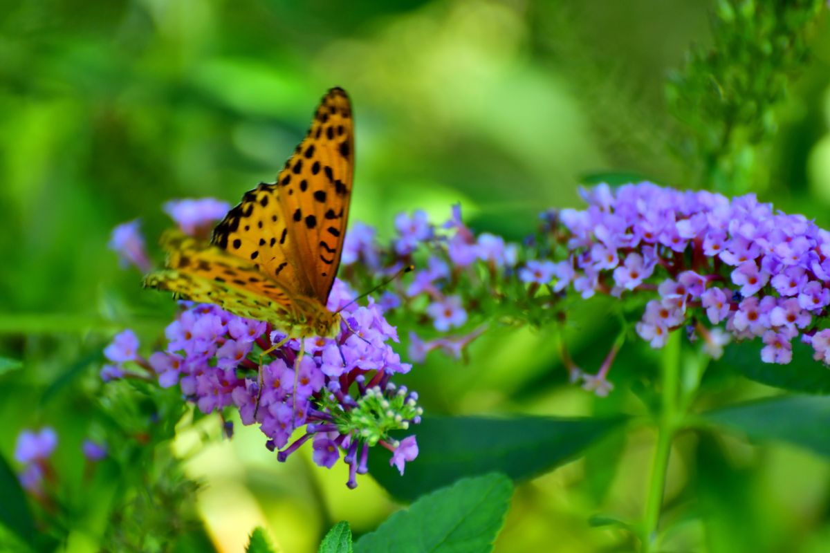 The 10 Best Plants for Attracting Bees and Butterflies to Your Garden