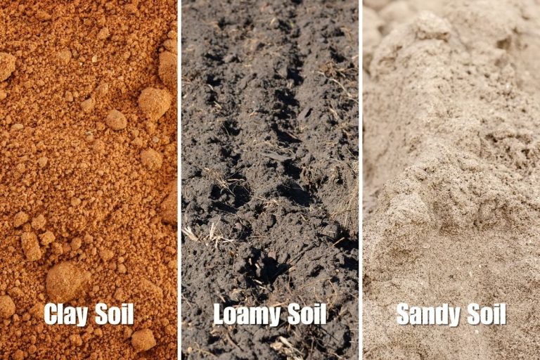 How to Improve Clay Soil for Gardening and Turn It into Fertile, Rich Soil - Plantisima