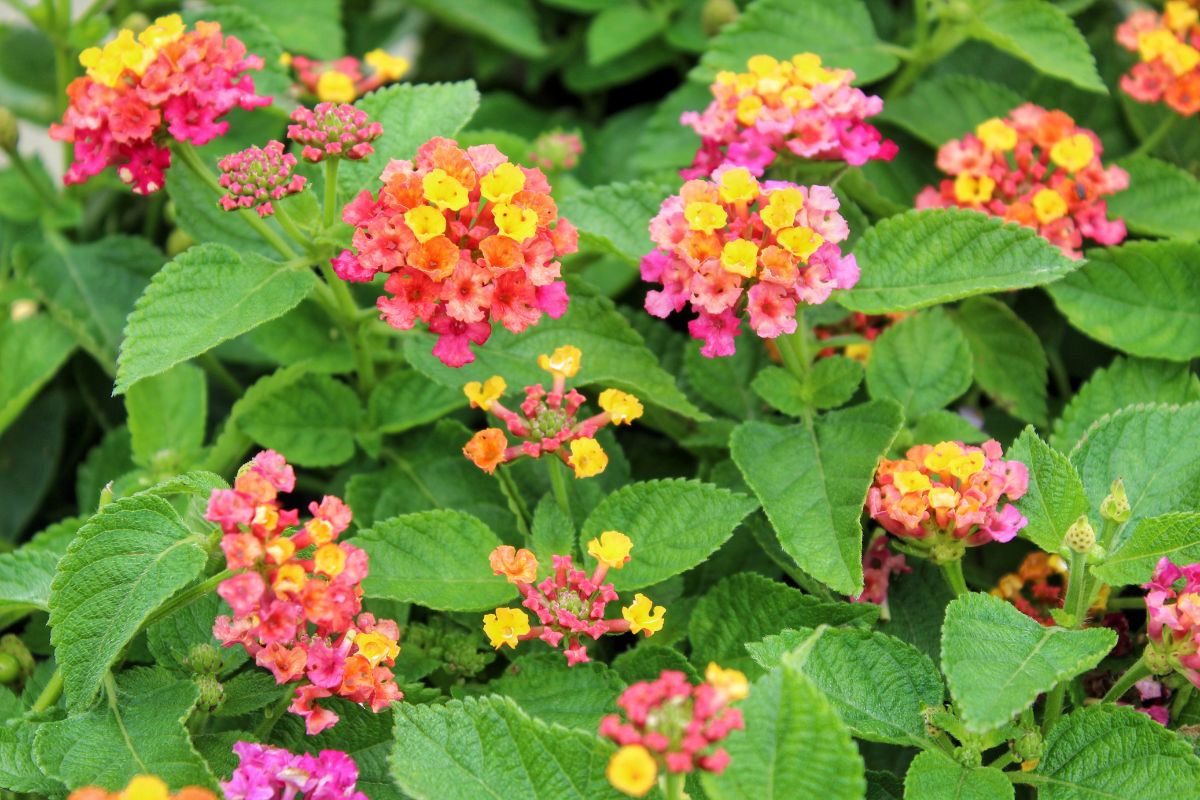 How to Propagate Lantana and Grow It from Cuttings or Seeds - Plantisima