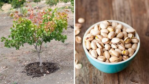 Grow Your Own Pistachios at Home with These Simple Tips - Plantisima