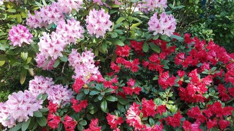 How to Prepare Rhododendrons in Fall for a Spectacular Bloom Next Year ...