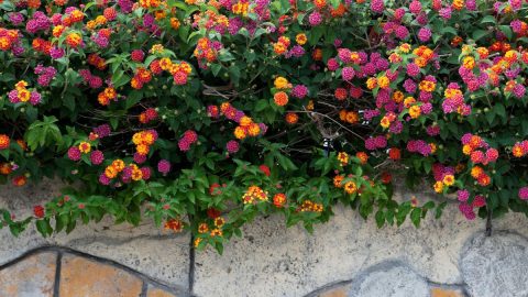 How to Propagate Lantana and Grow It from Cuttings or Seeds - Plantisima