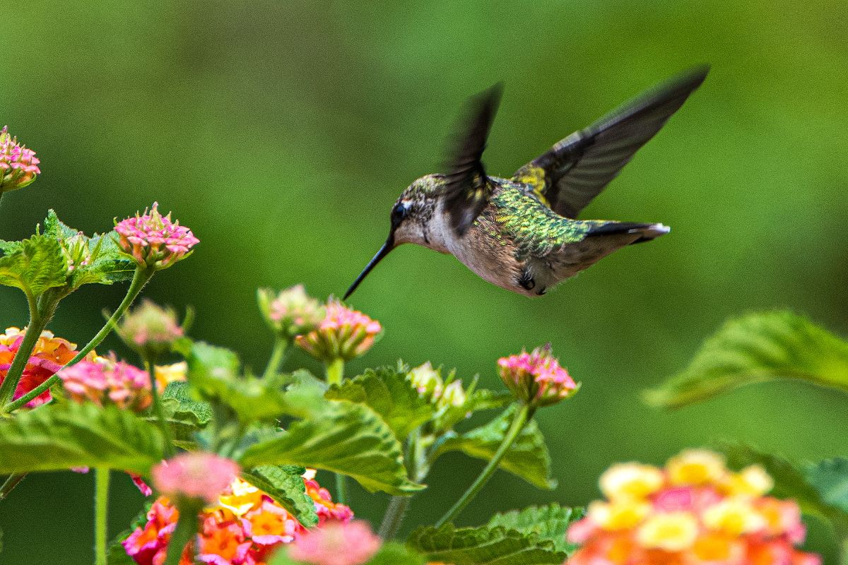 Help Hummingbirds Find a Nesting Spot in Your Garden - Plantisima