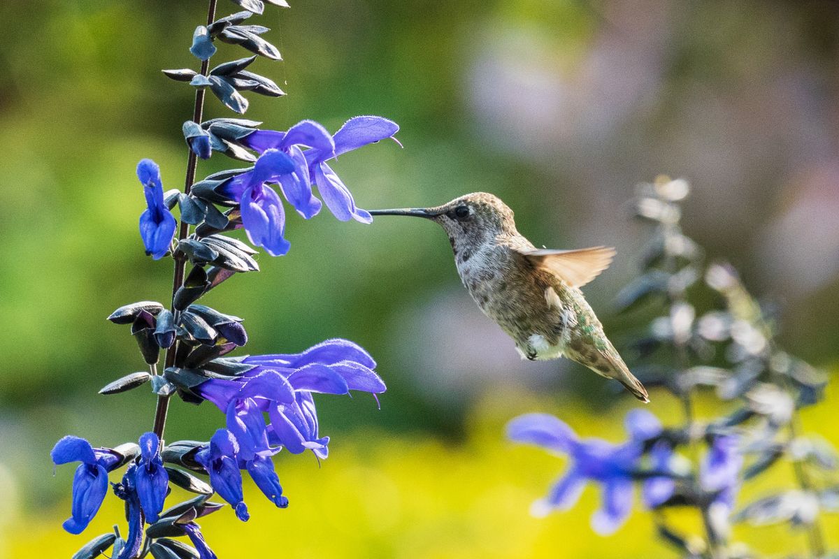 Help Hummingbirds Find a Nesting Spot in Your Garden - Plantisima