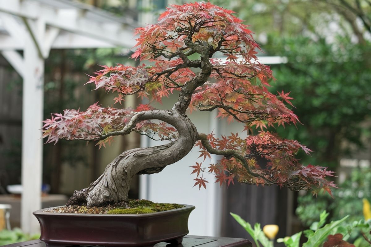Grow Japanese Maple Bonsai Trees and Fill Your Mini Garden with ...