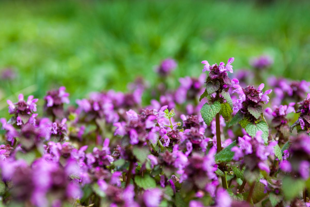 A Versatile Purple Ground Cover for Both Sun and Shade - Plantisima