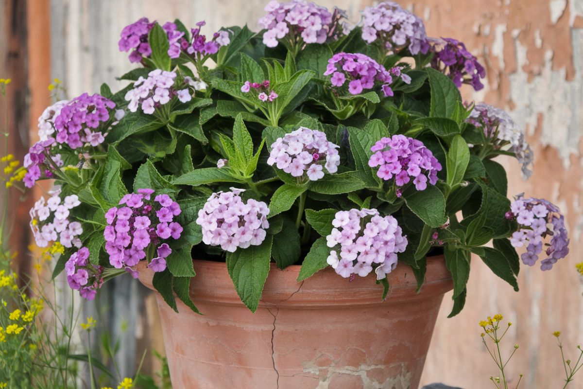 How to Propagate Lantana and Grow It from Cuttings or Seeds - Plantisima
