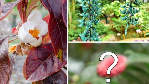 Meet the World’s 11 Most Elusive and Incredibly Rare Plants That Few ...