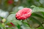 Meet the World’s 11 Most Elusive and Incredibly Rare Plants That Few ...