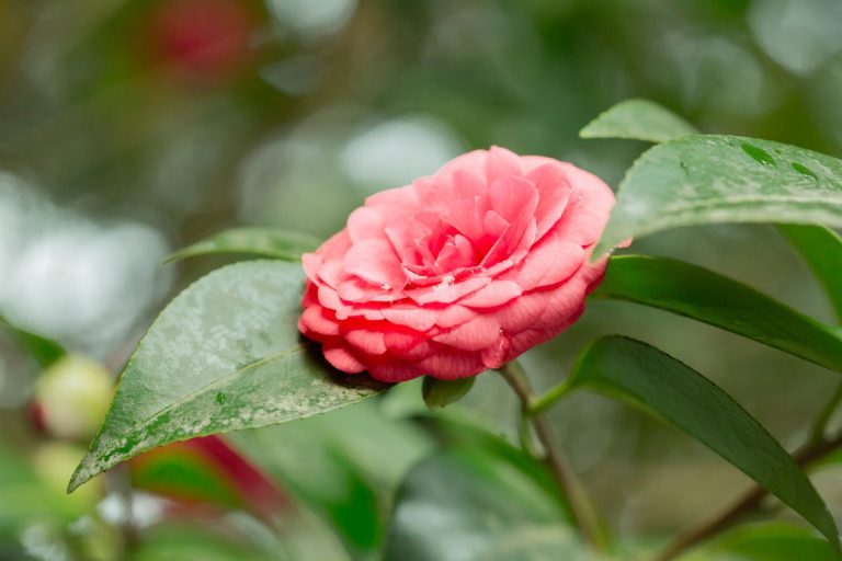 Meet the World’s 11 Most Elusive and Incredibly Rare Plants That Few ...