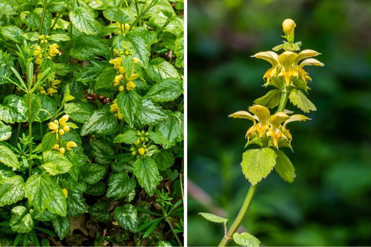 Bring Sunshine to Shady Spots with These 8 Yellow Perennials - Plantisima