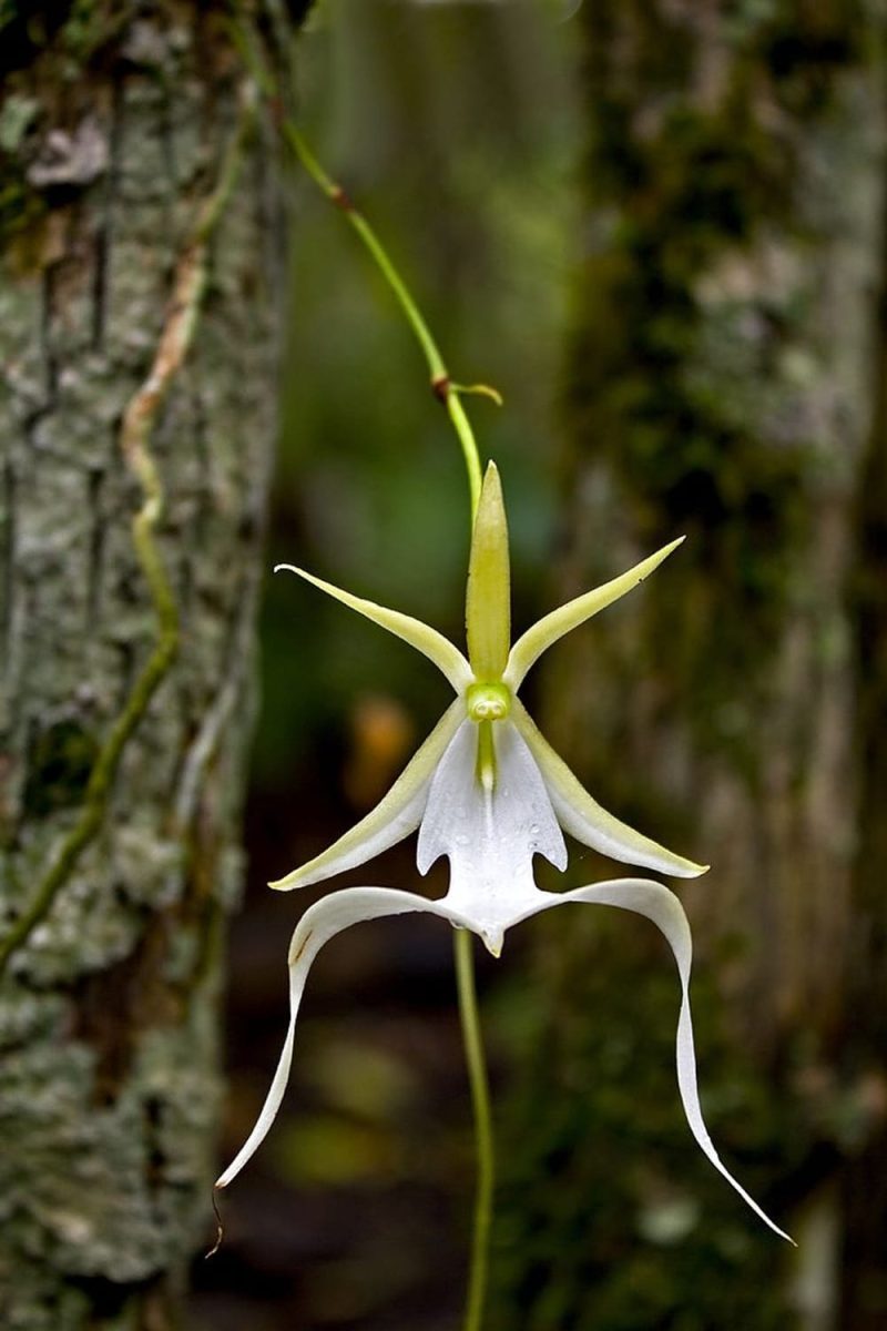 Meet the World’s 11 Most Elusive and Incredibly Rare Plants That Few ...