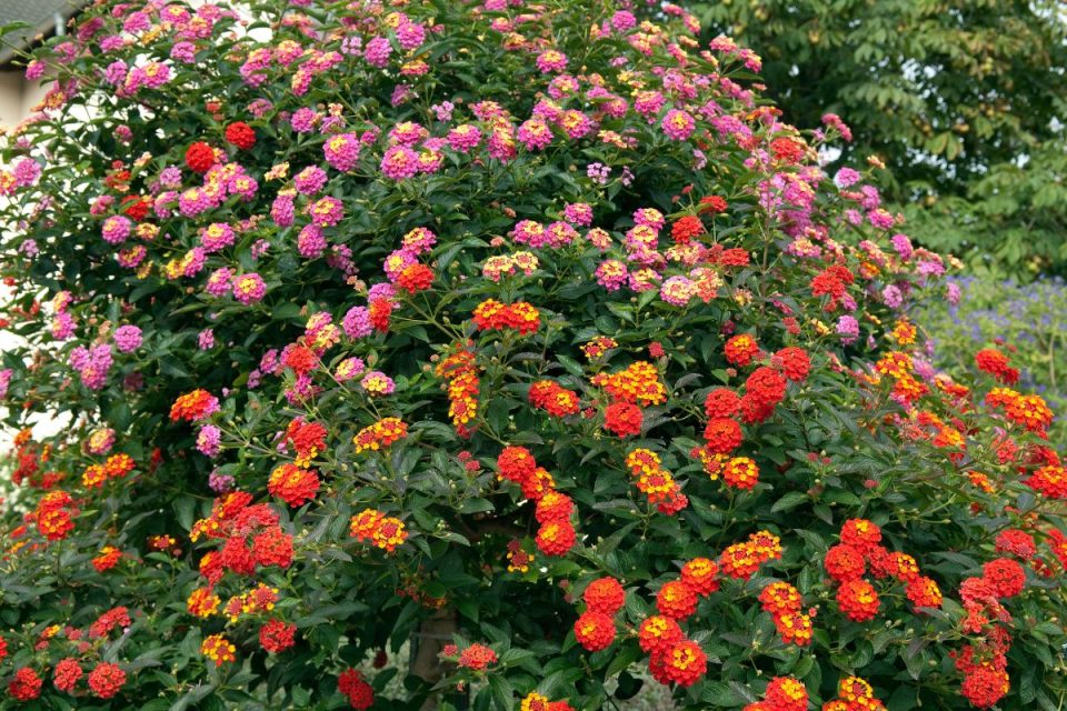 How to Propagate Lantana and Grow It from Cuttings or Seeds - Plantisima