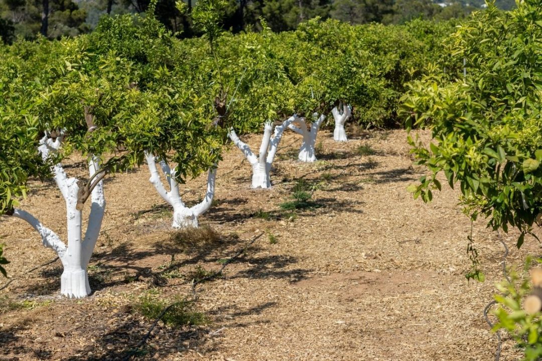 Why Are Trees Painted White? - Plantisima