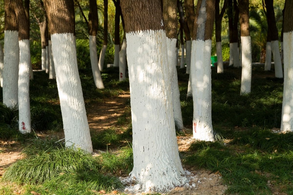 Why Are Trees Painted White? - Plantisima