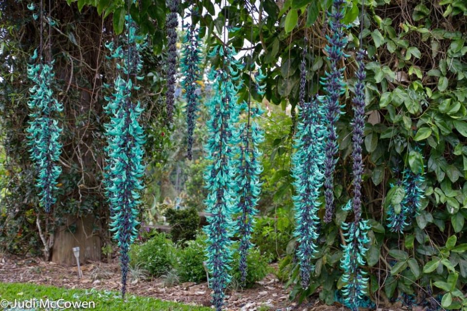 Meet the World’s 11 Most Elusive and Incredibly Rare Plants That Few ...