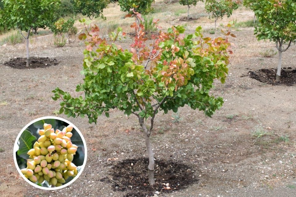Grow Your Own Pistachios at Home with These Simple Tips - Plantisima