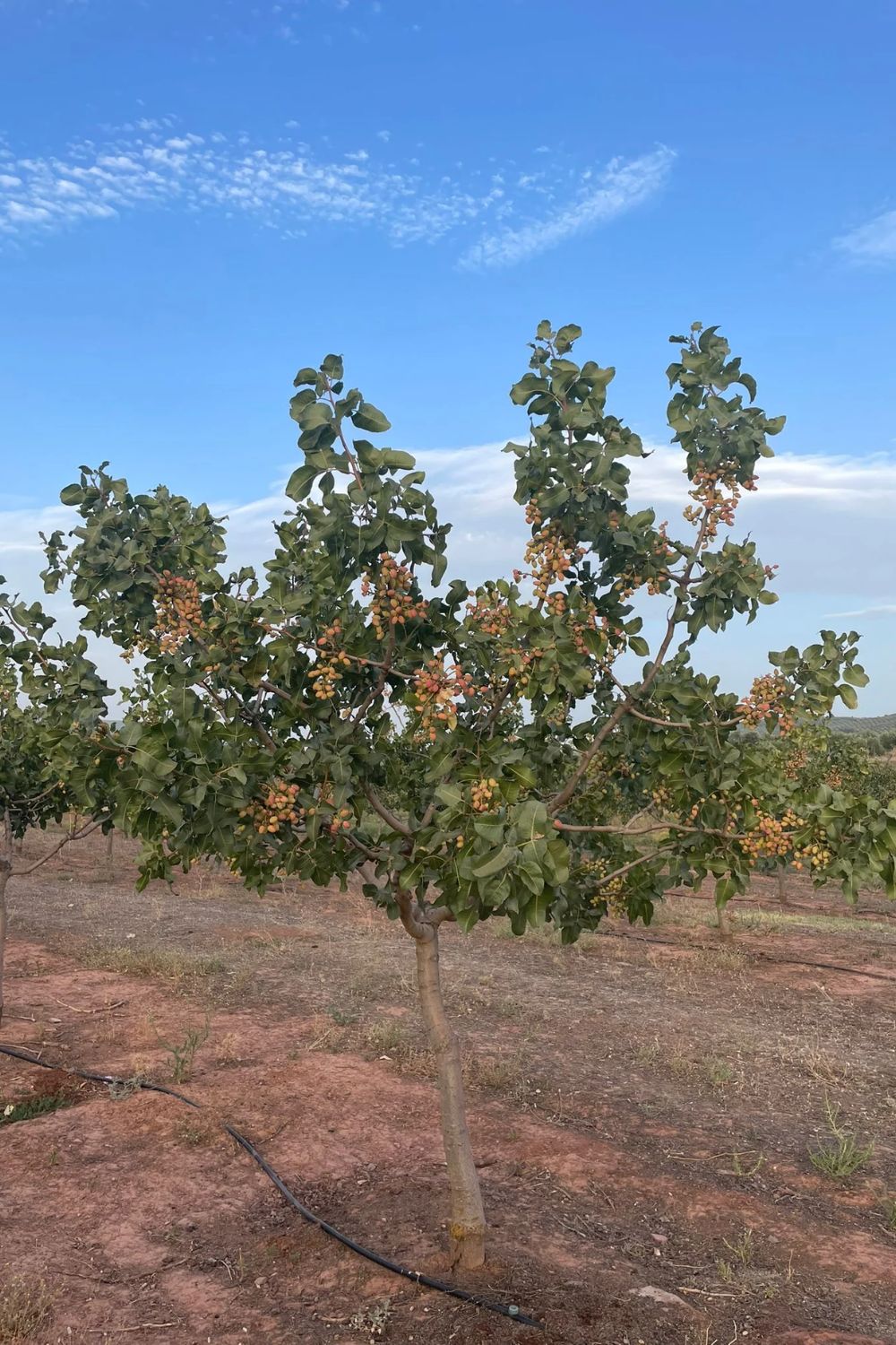 Grow Your Own Pistachios at Home with These Simple Tips - Plantisima