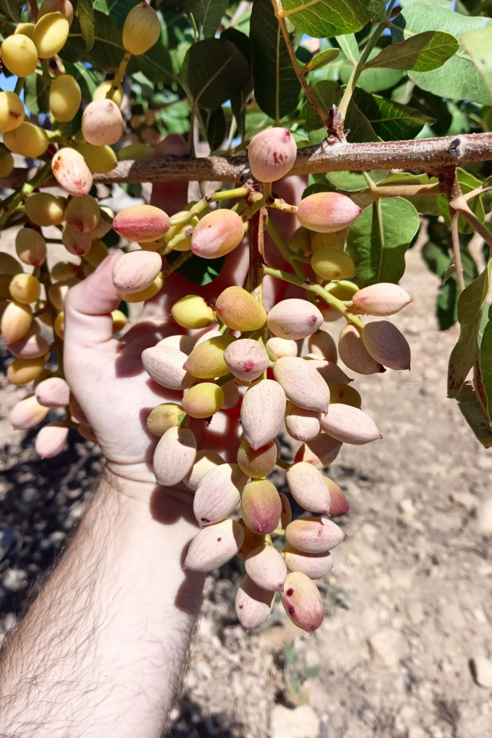 Grow Your Own Pistachios at Home with These Simple Tips - Plantisima