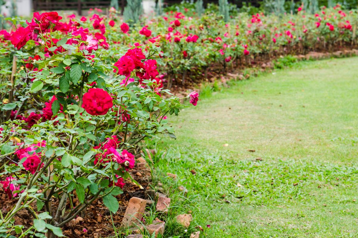 8 Steps to Winterize Your Rose Bushes for Better Blooms Next Year