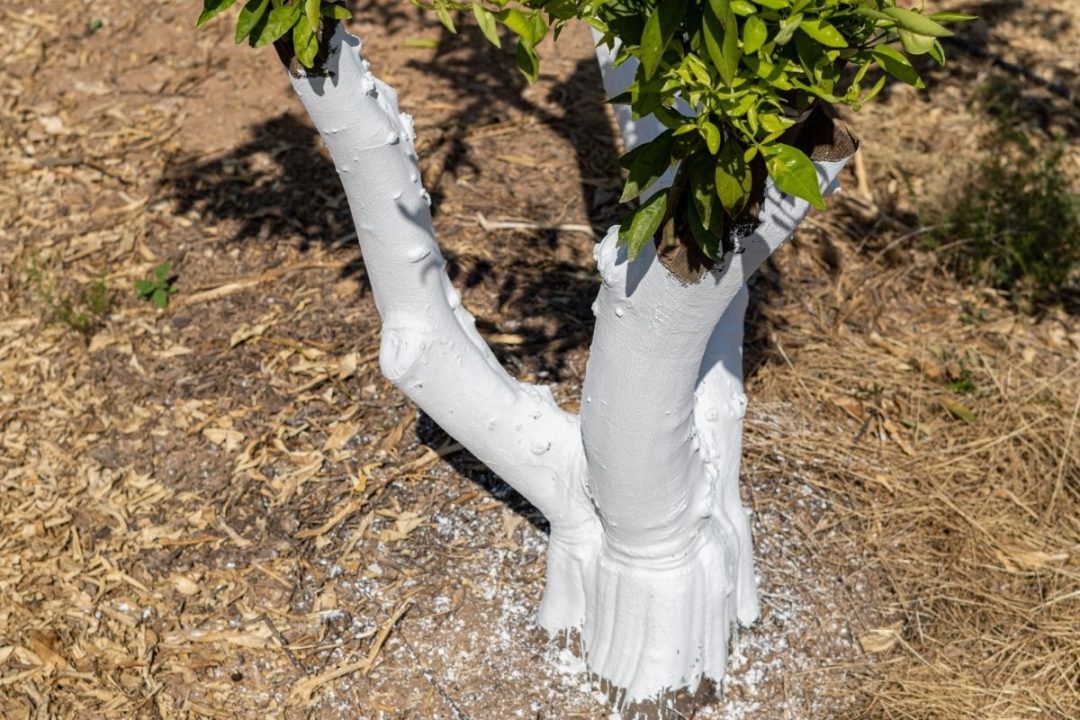 Why Are Trees Painted White? - Plantisima