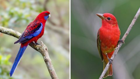 10 Fiery Red Birds That Will Instantly Liven Up Your Backyard Space ...