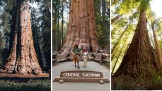 10 Massive Trees That Are the Largest in the World - Plantisima