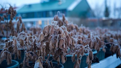 How to Revive Frost-Damaged Plants Before They’re Gone for Good ...