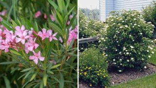 10 Wind-Resistant Shrubs That Add Beauty and Shield Your Yard - Plantisima