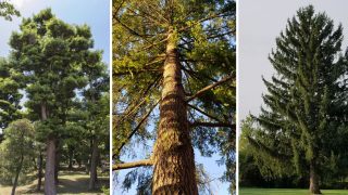 12 Evergreen Trees You’ll Regret Planting (and Better Alternatives ...