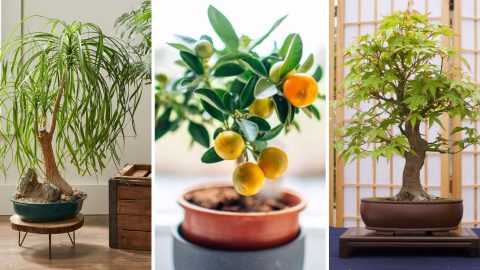 The Top 11 Small Trees for Your Home That You Didn’t Know You Needed ...