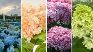These Are the 10 Prettiest Hydrangea Colors We've Ever Seen - Plantisima