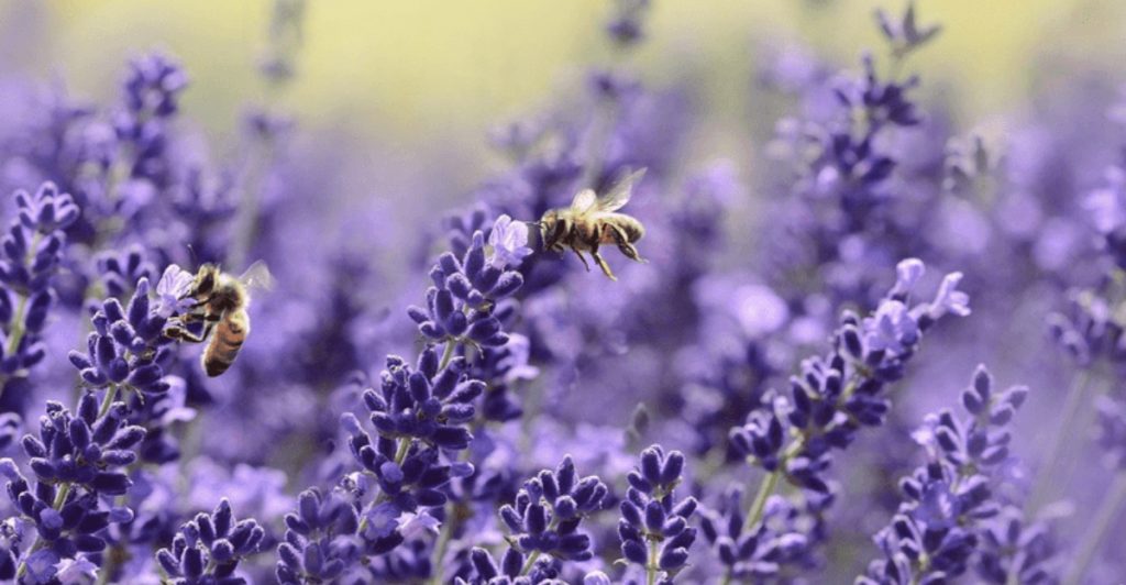 15 Perfect Plants for a Bee-Friendly Garden - Plantisima